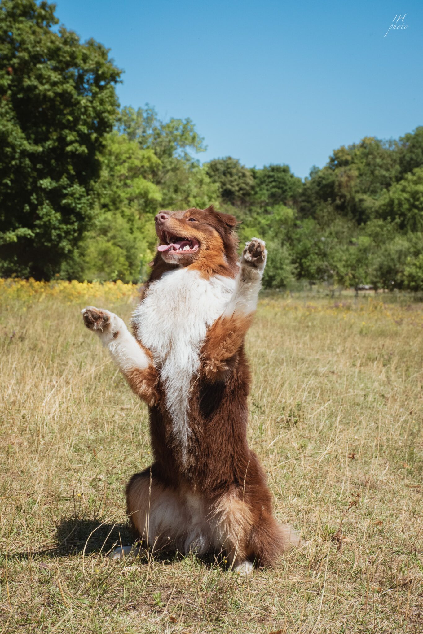 Les meilleurs exercices pour renforcer la relation avec votre chien